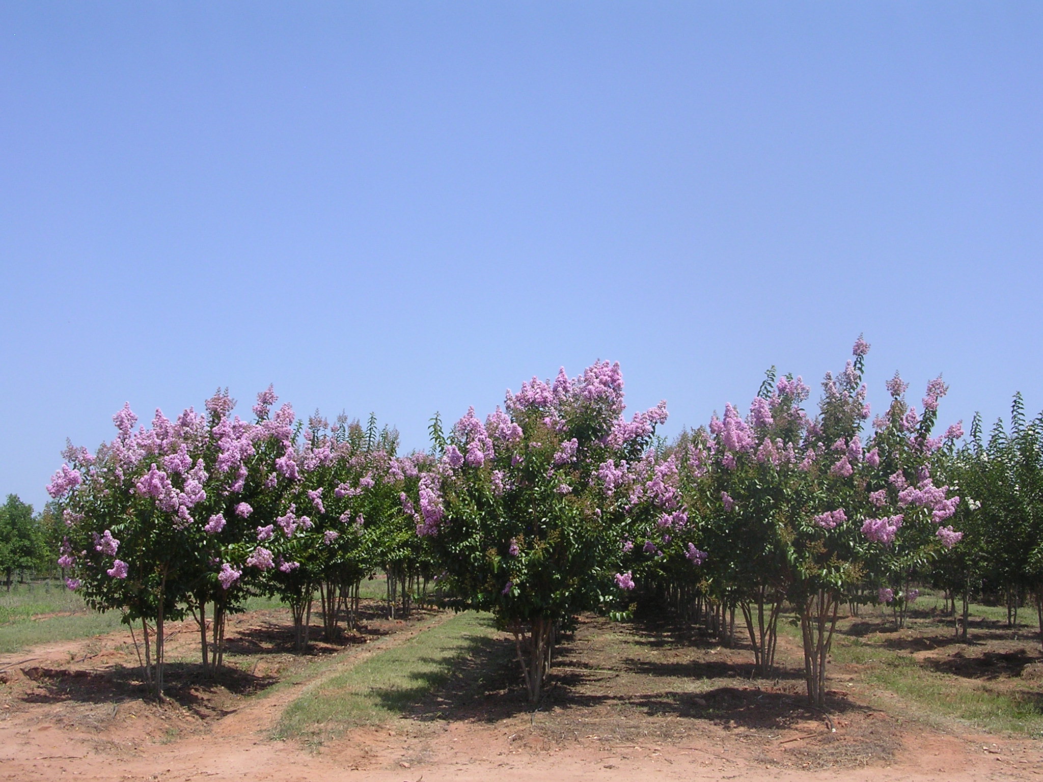 Our Trees