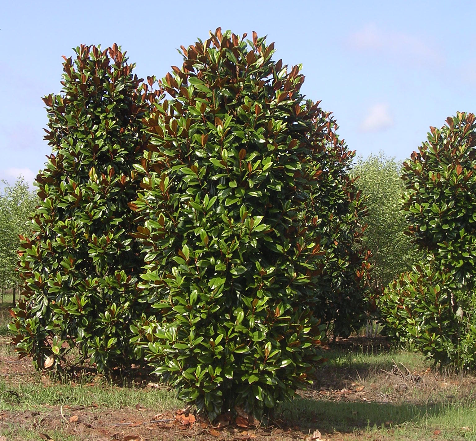 Our Trees